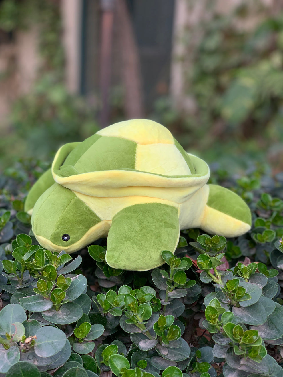 Adorable Turtle plush toy – Cuddly Bubbly